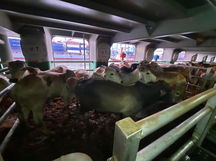 BEEF Impor 1.950 Sapi Pedaging Dukung Program Makan Bergizi Gratis ...