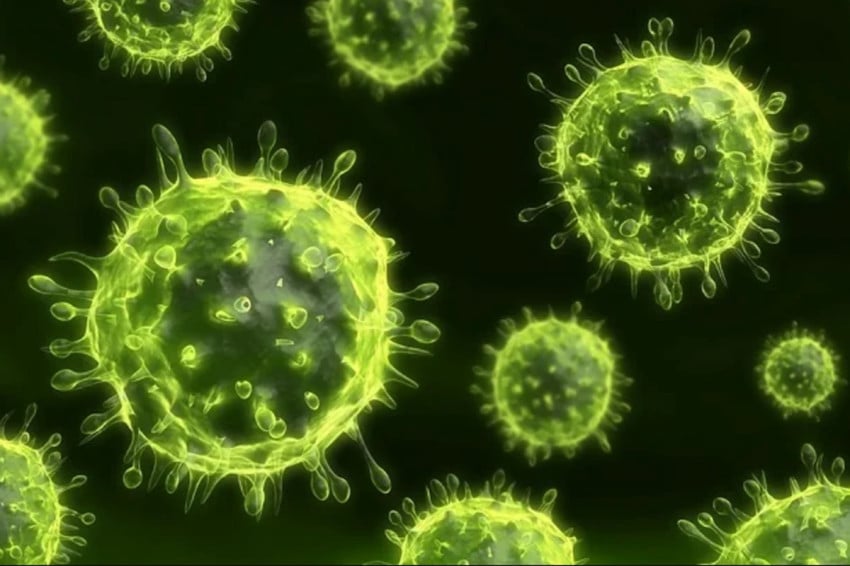 Bagaimana Penularan Virus Nipah? Ini Penjelasan Ahli Epidemiologi ...